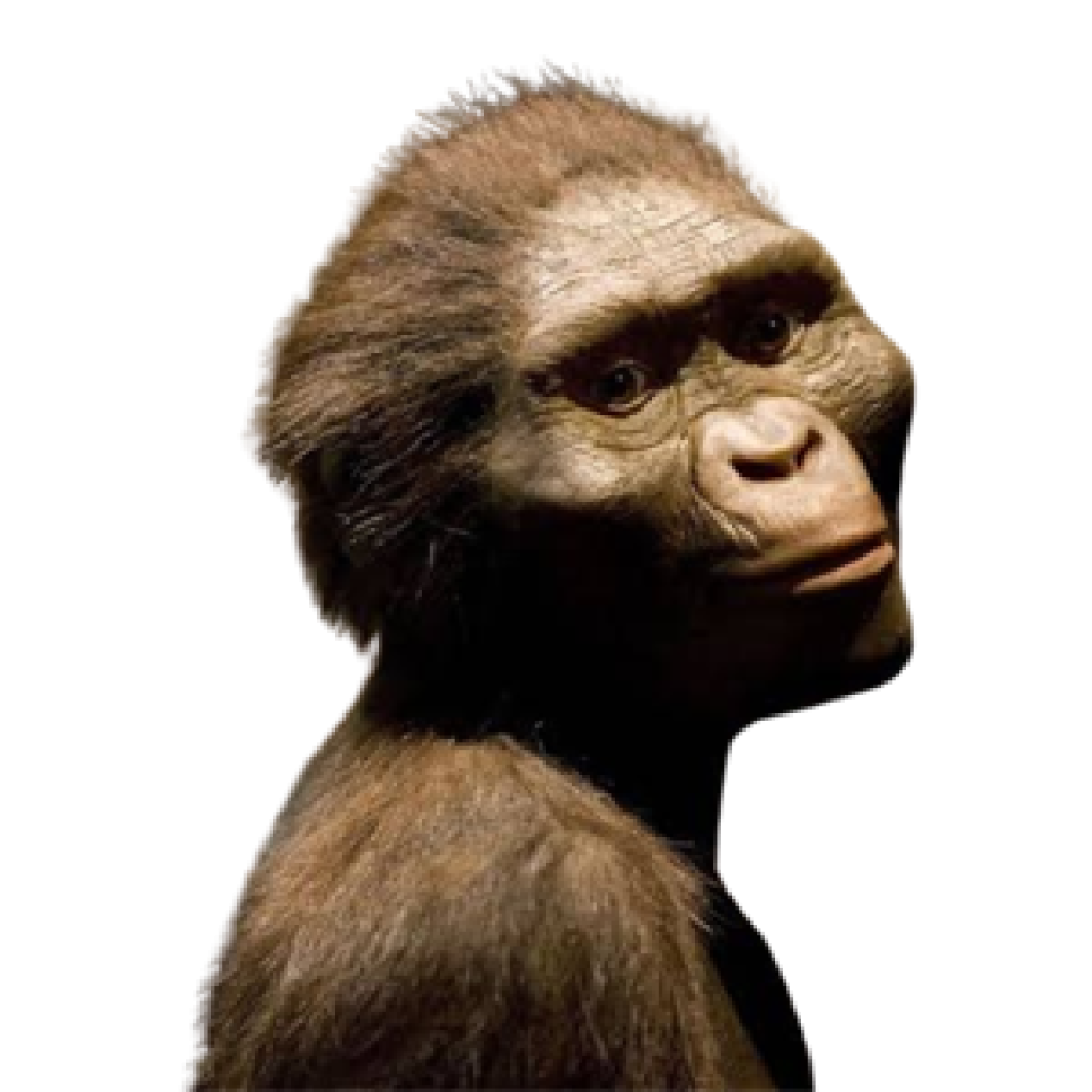 Erfahre hier die Geheimnisse von Australopithecus afarensis