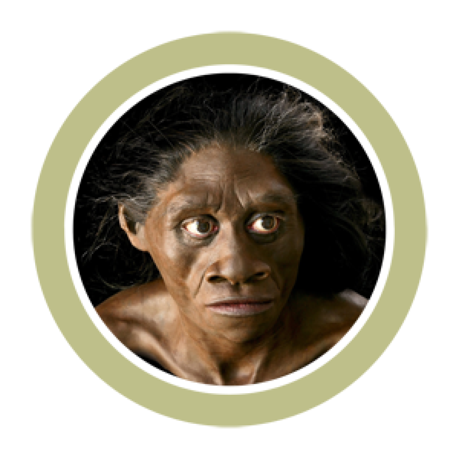 Homo erectus |1,9 Mio. Jahre menschliche Evolution