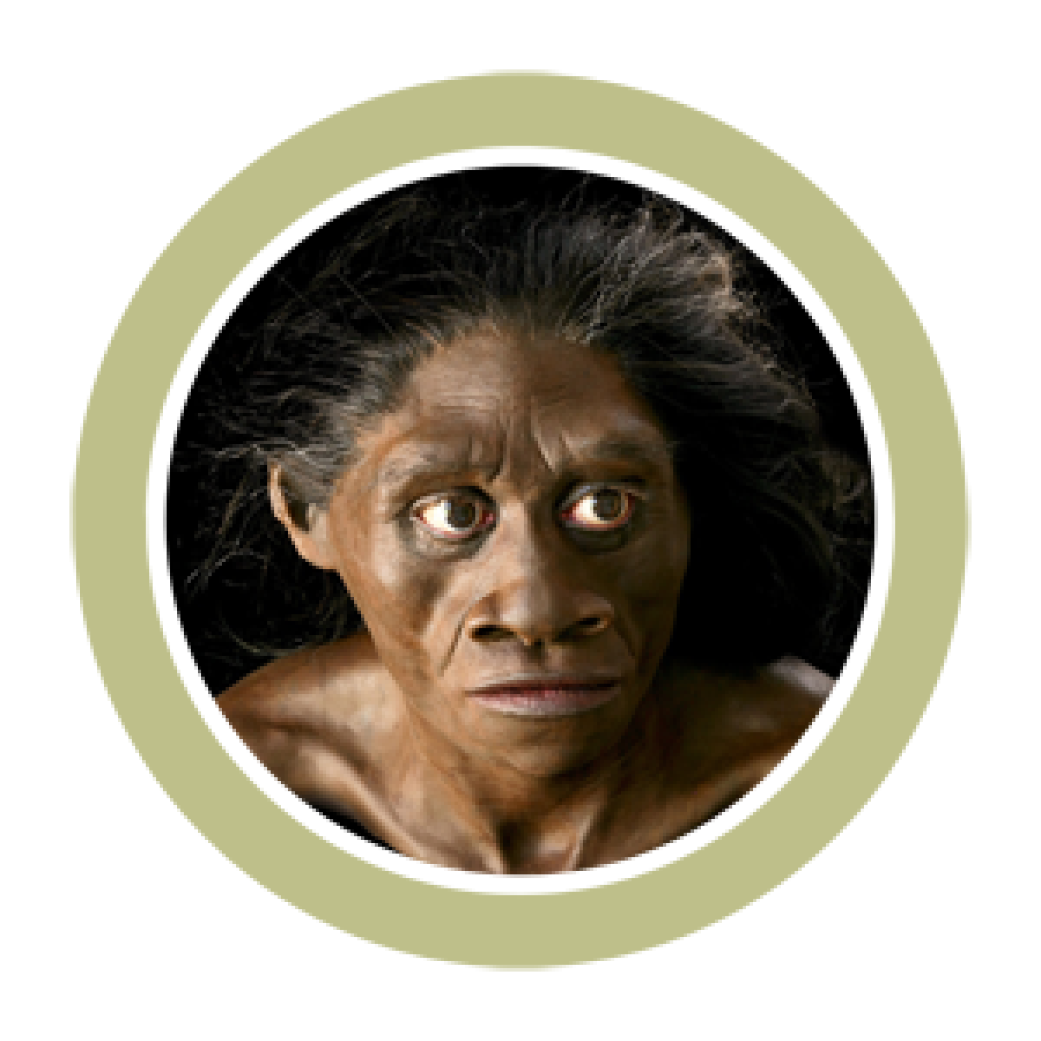 Homo ergaster| Faszinierende Fakten und Entdeckungen vor über 1,5 ...