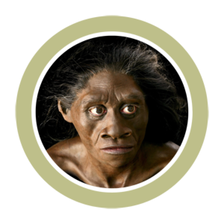 Homo rudolfensis | Die verborgene Geschichte des Menschseins