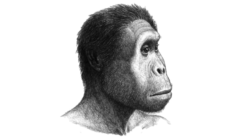 Homo rudolfensis | Die verborgene Geschichte des Menschseins