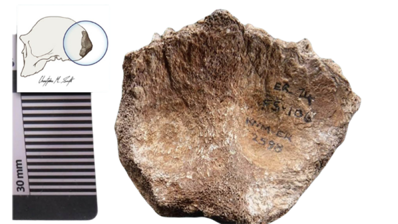 Homo erectus |1,9 Mio. Jahre menschliche Evolution