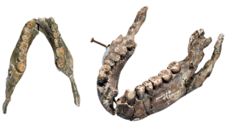 Homo ergaster| Faszinierende Fakten und Entdeckungen vor über 1,5 ...