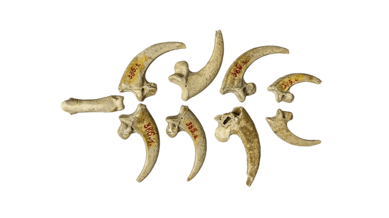 Neandertaler | Neue Funde und faszinierende Erkenntnisse